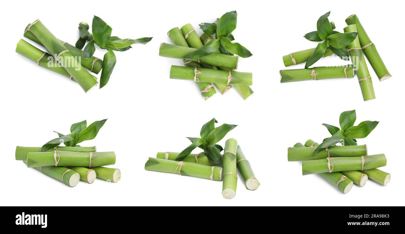 Collage with green bamboo stems and leaves on white background Stock ...