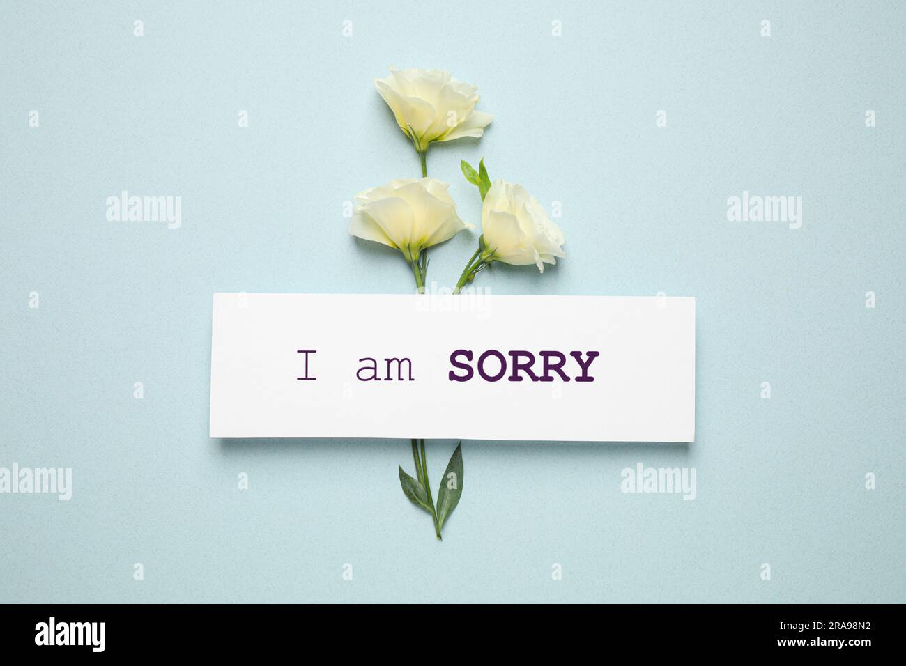 Apology. White card with phrase I Am Sorry and beautiful Eustoma ...