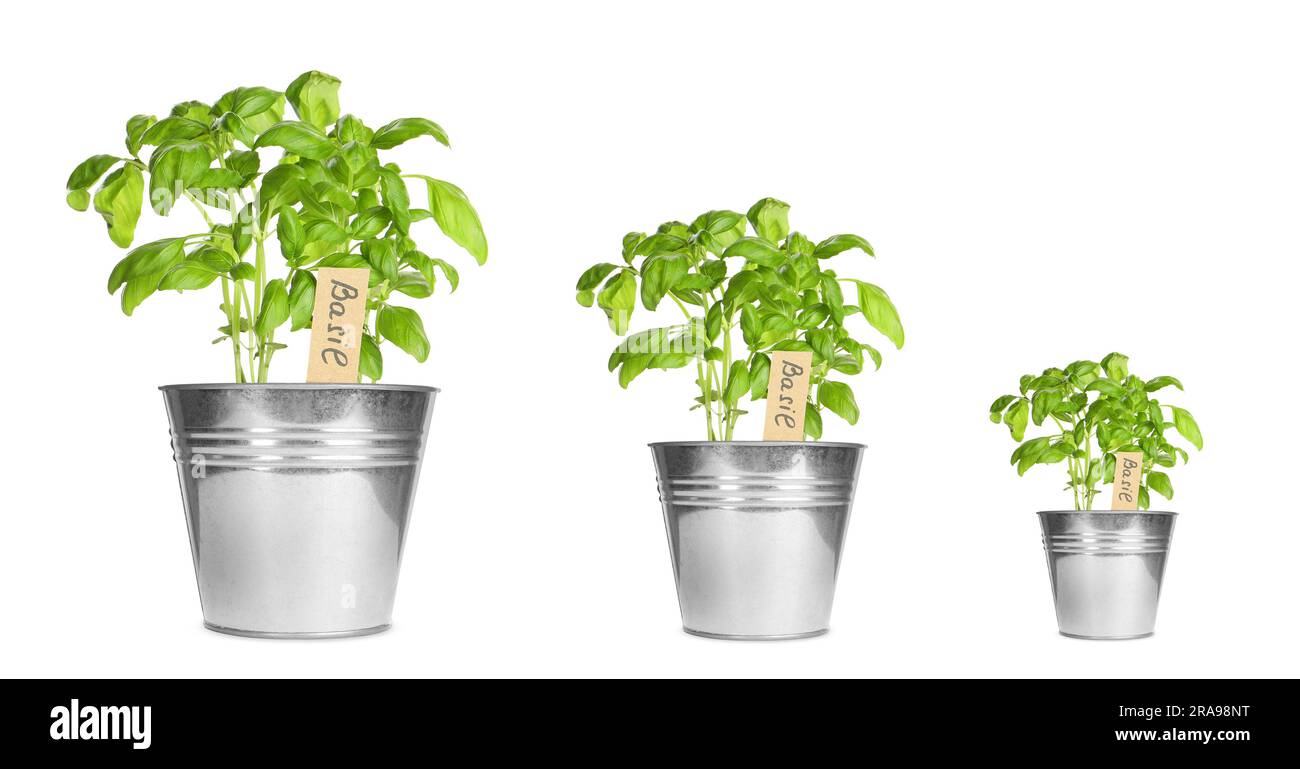 Basil growing in pots isolated on white, different sizes Stock Photo ...
