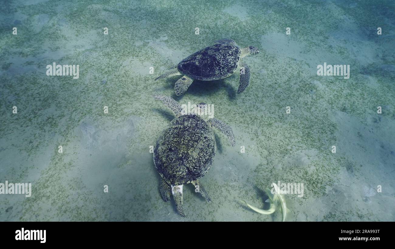 June 17, 2023, Red Sea, Egypt: Two Sea turtles graze on the seabed ...