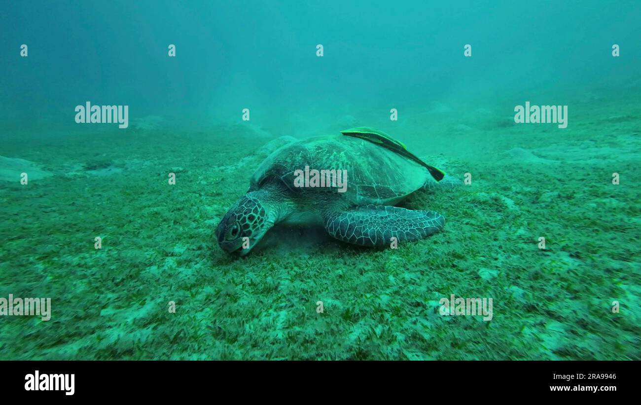 Red Sea, Egypt. 17th June, 2023. Sea turtle grazing on the seaseabed ...