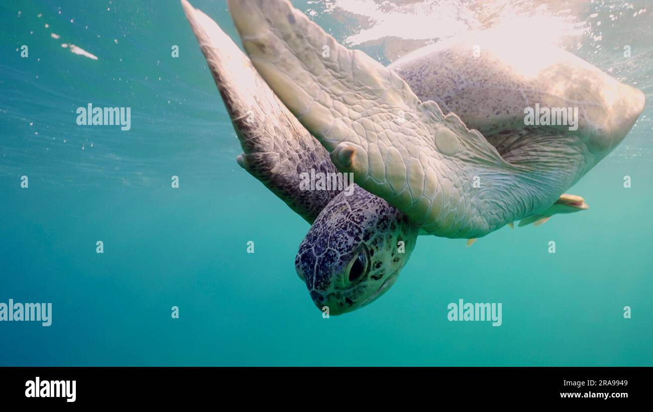 June 17, 2023, Red Sea, Egypt: Hawksbill Sea Turtle or Bissa ...