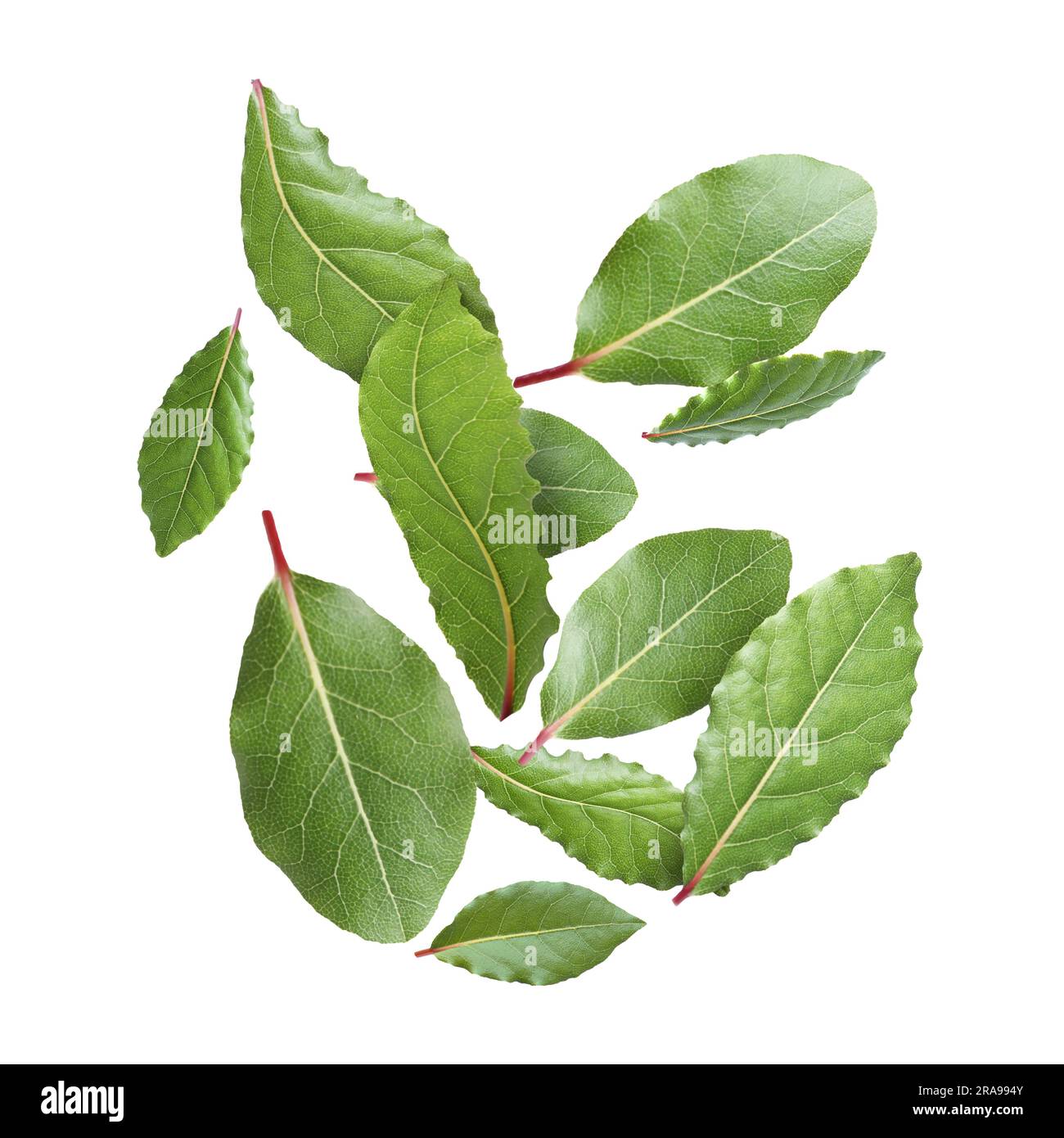 Fresh bay leaves falling on white background Stock Photo - Alamy