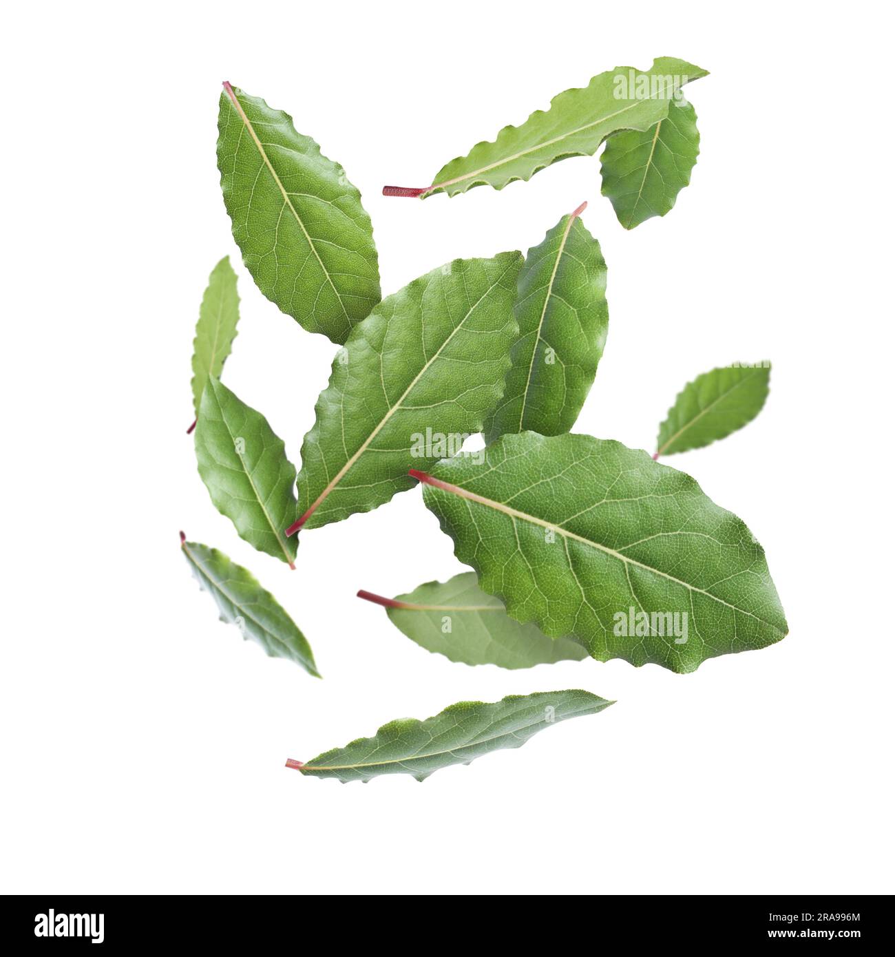 Fresh bay leaves falling on white background Stock Photo - Alamy
