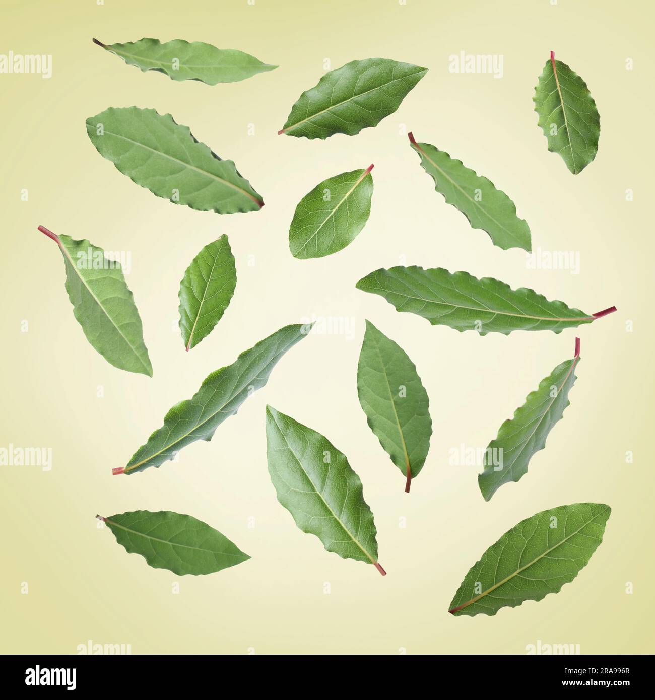 Fresh bay leaves falling on pale golden background Stock Photo - Alamy