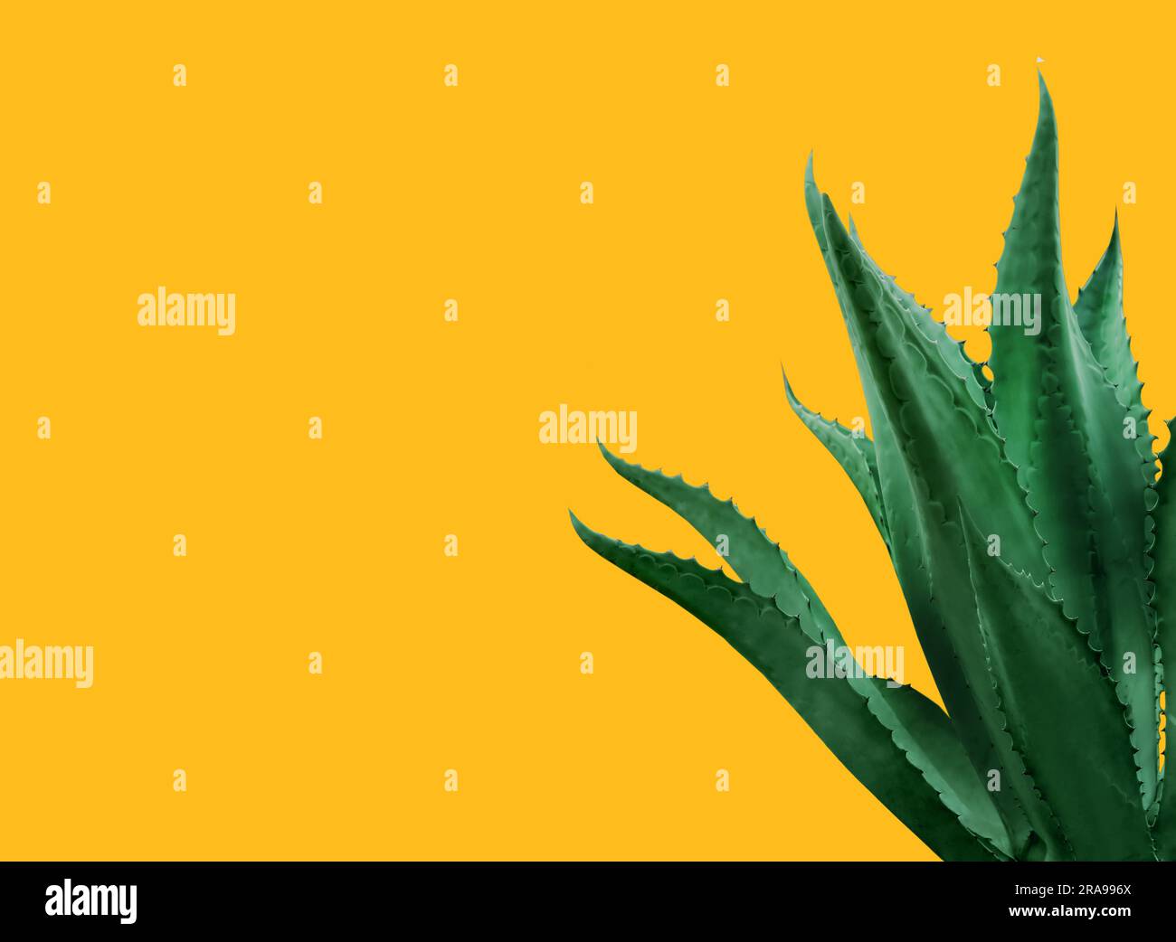 Beautiful green agave plant on golden background Stock Photo - Alamy