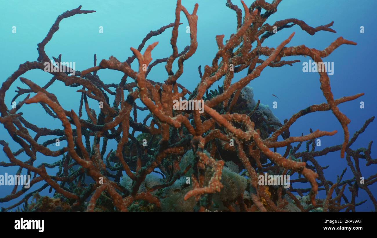 June 17, 2023, Red Sea, Egypt: Coral reef covereg with bright Red ...