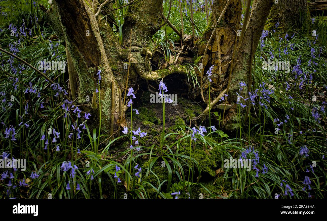 Bluebells at base of tree hi-res stock photography and images - Alamy