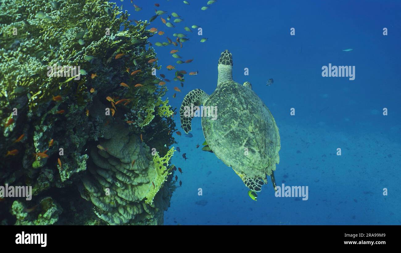Top view of Hawksbill Sea Turtle or Bissa (Eretmochelys imbricata ...
