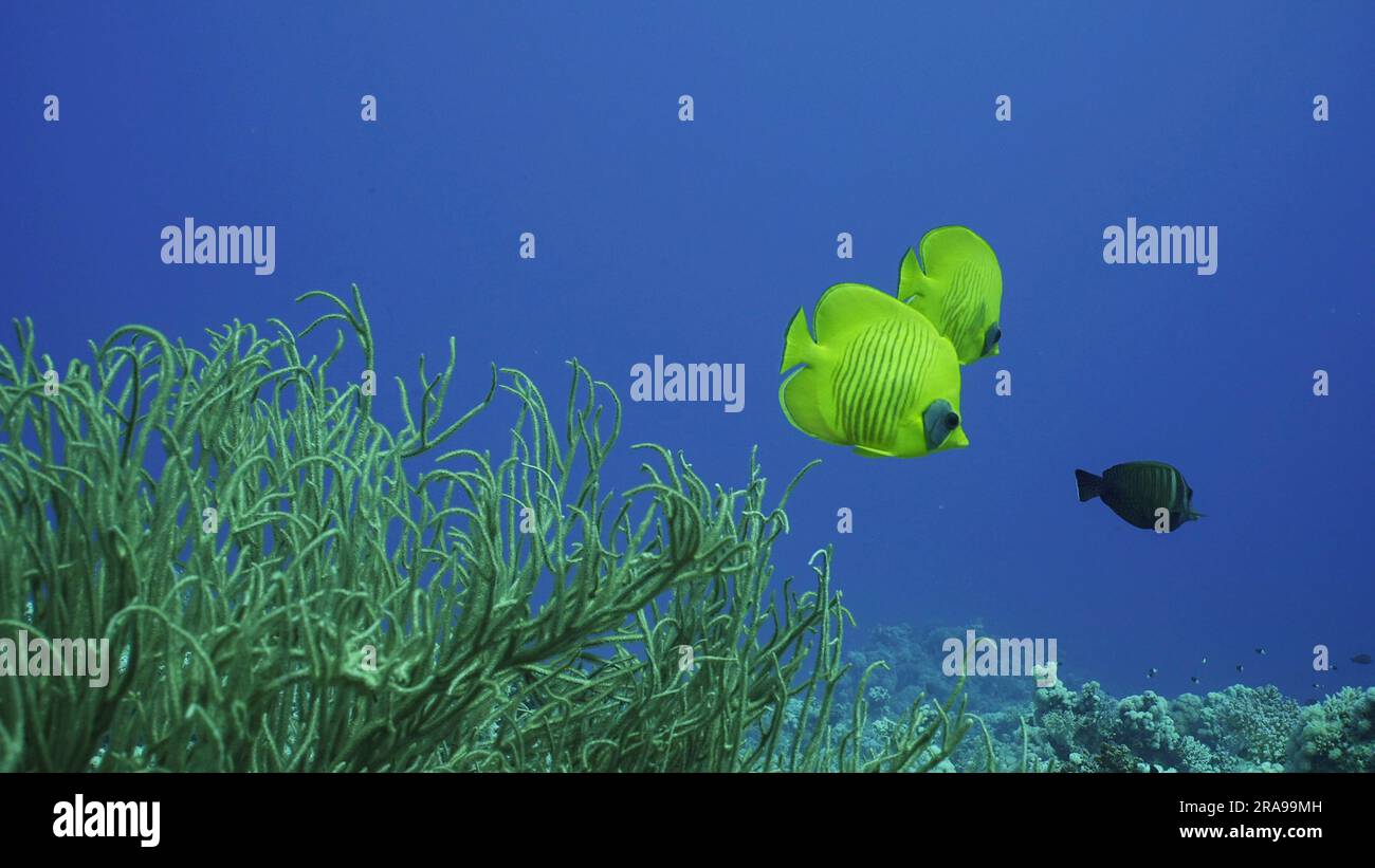 Pair bright yellow Butterfly fish floats near soft corals. Couple of ...