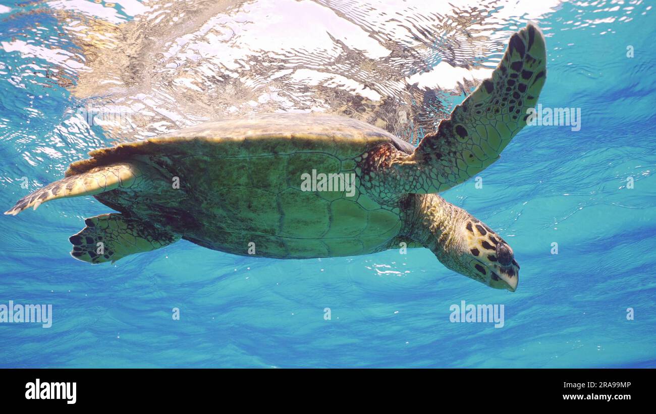 Sea Turtle resting on surface of water and looking down. Hawksbill Sea ...