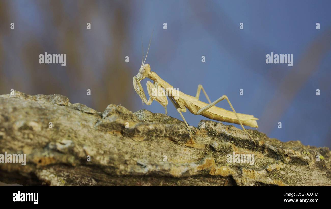 The female praying mantis sits on tree branch masquerading against its ...