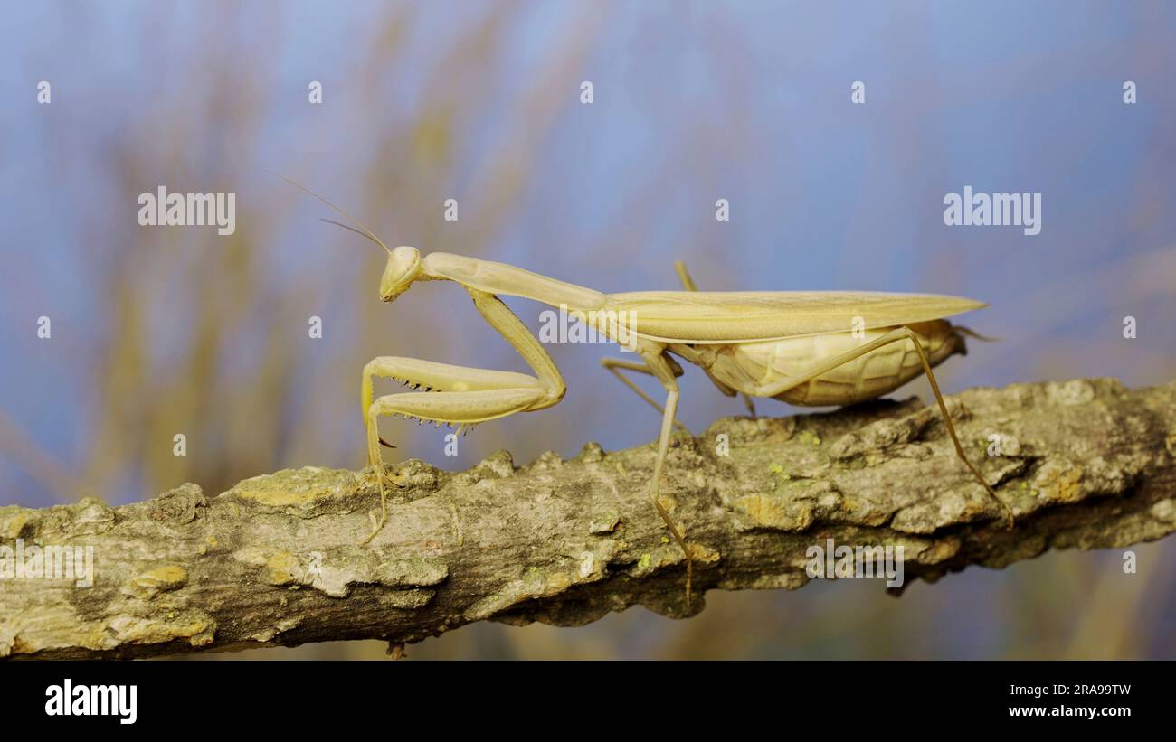 Big female praying mantis sitting on branch in the grass and blue sky ...