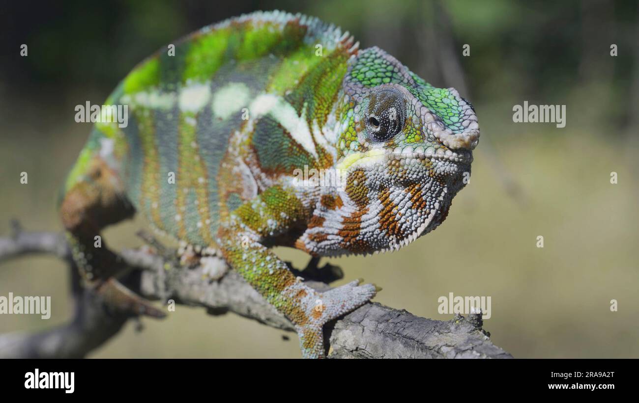 Green chameleon walks along branch and looksat around on bright sunny ...