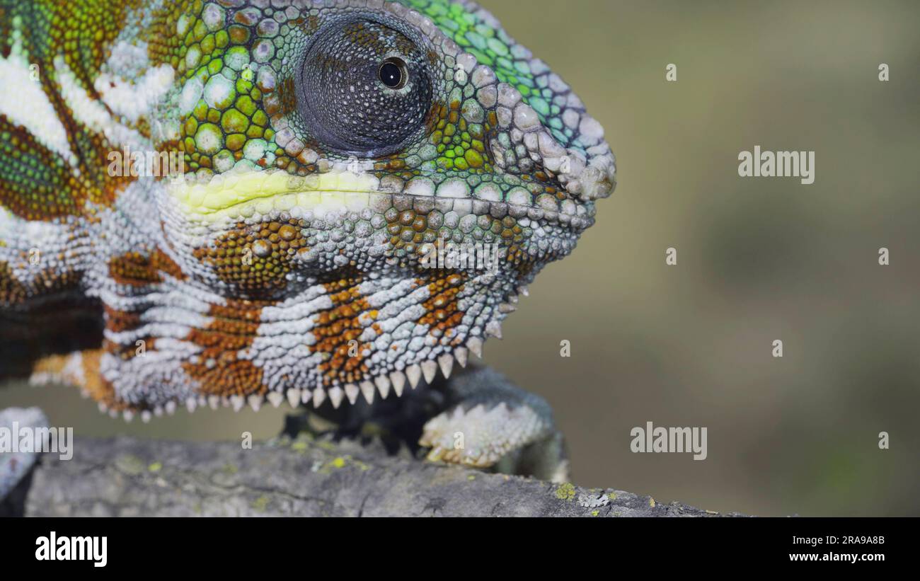 Close-up portrait of curious chameleon looks at into camera on sunny ...