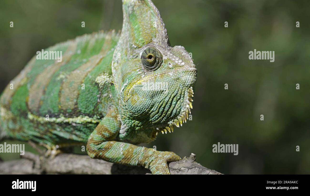 Portrait of an elderly chameleon perched on a tree branch and looks ...