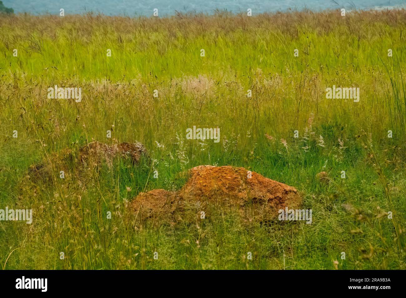 Highveld grass hi-res stock photography and images - Alamy