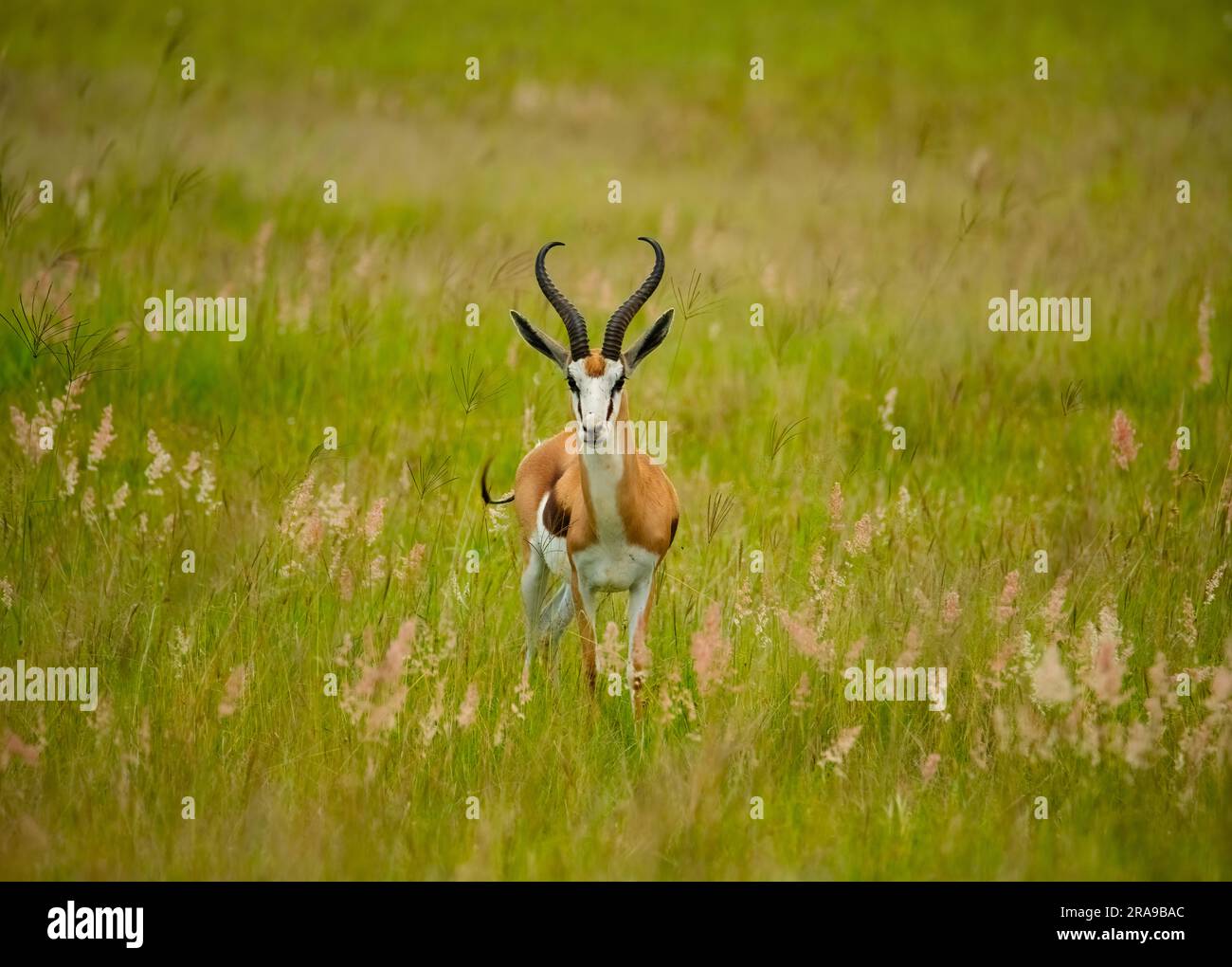 Springbok ram hi-res stock photography and images - Alamy