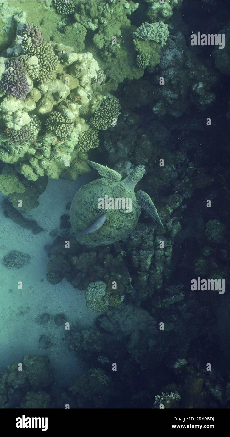 Top view of Great Green Sea Turtle (Chelonia mydas) swimming next to a ...