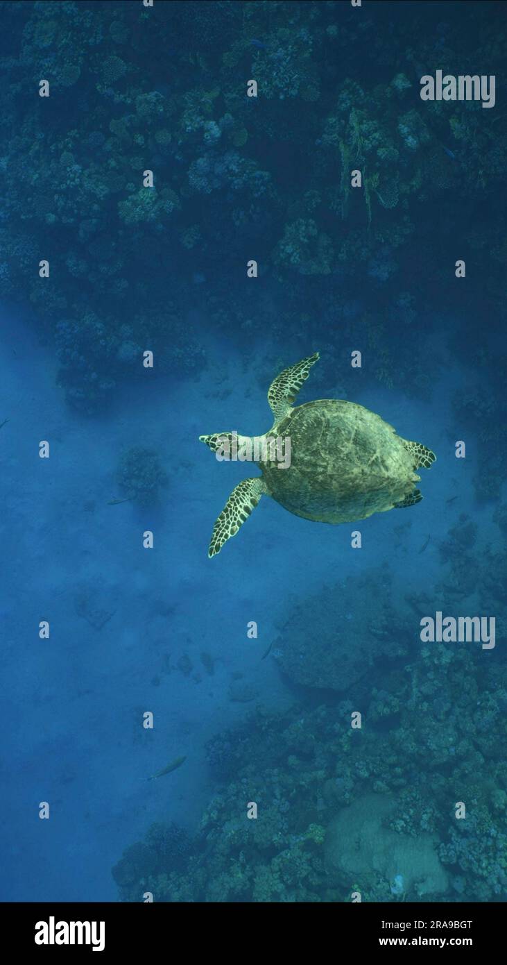 Top view of Hawksbill Sea Turtle or Bissa (Eretmochelys imbricata ...