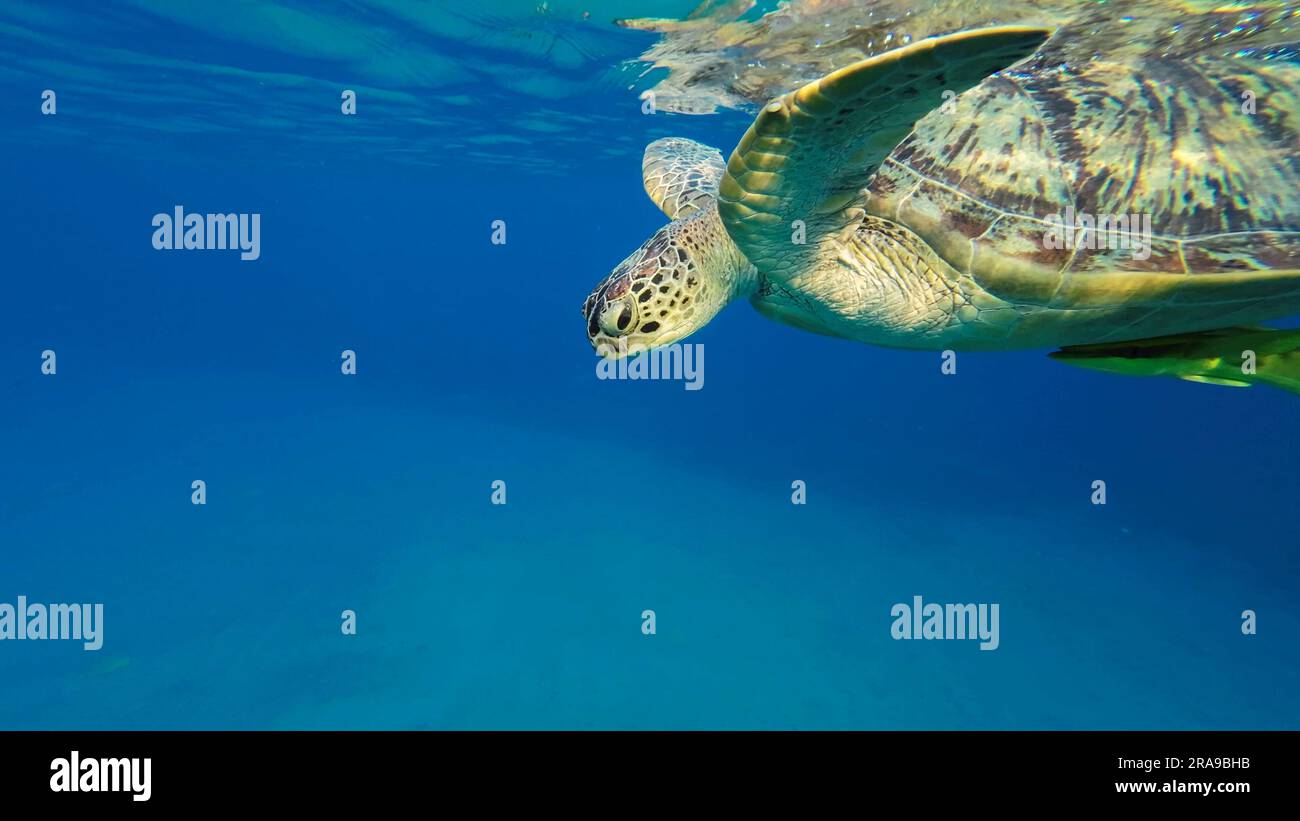 Great Green Sea Turtle (Chelonia mydas) is resting on surface of water ...