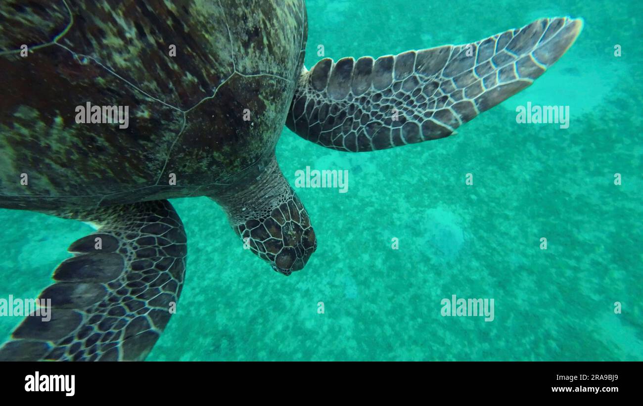 Green Sea Turtle (Chelonia mydas) swimming down to the bottom, Red sea ...