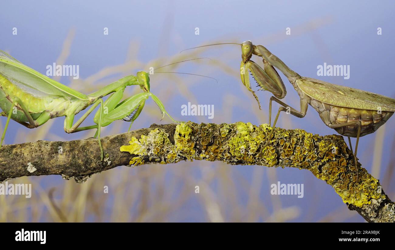 Slow motion, Two large female praying mantis meet on the same tree ...