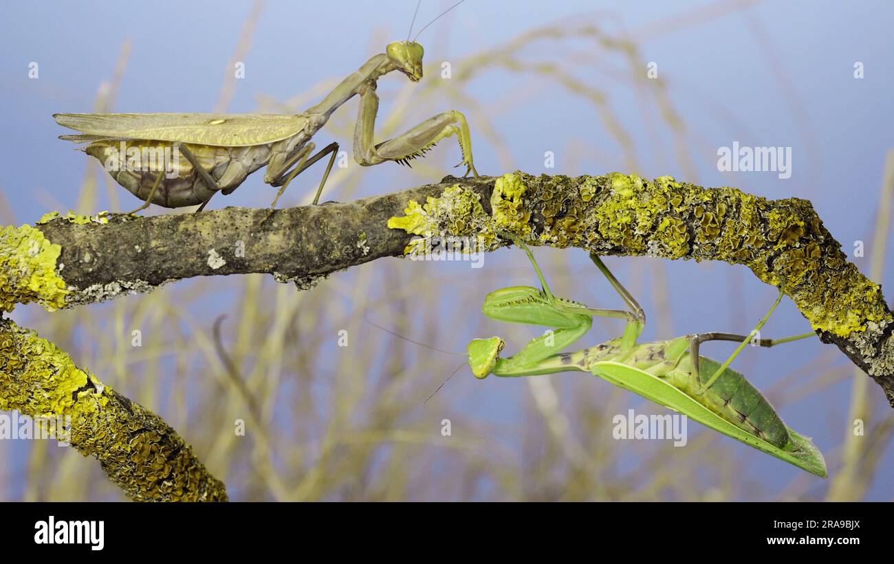 Large female praying mantis goes under tree branch on which another ...