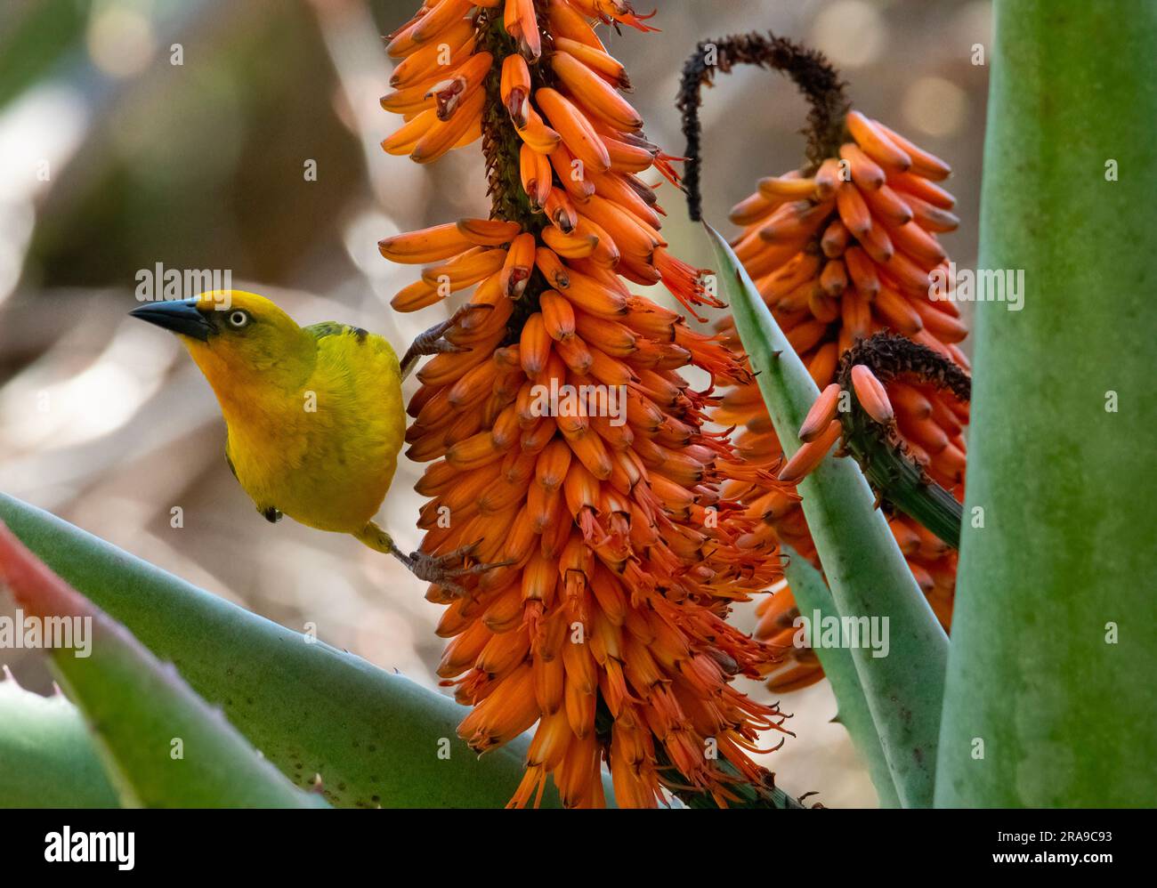 Female or non-breeding male cape weaver (Ploceus capensis) astride a ...