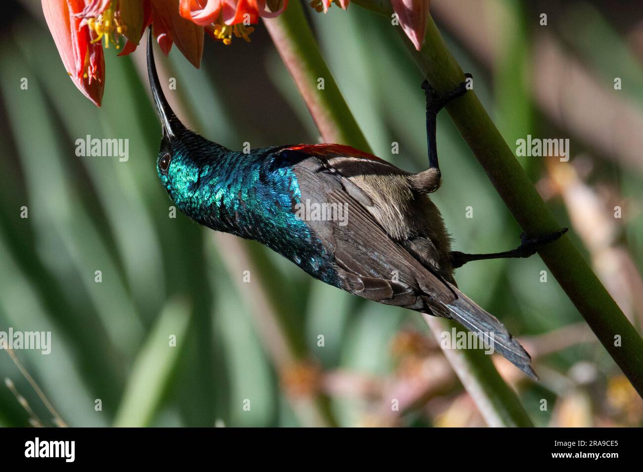 Greater double collared sunbird hi-res stock photography and images - Alamy