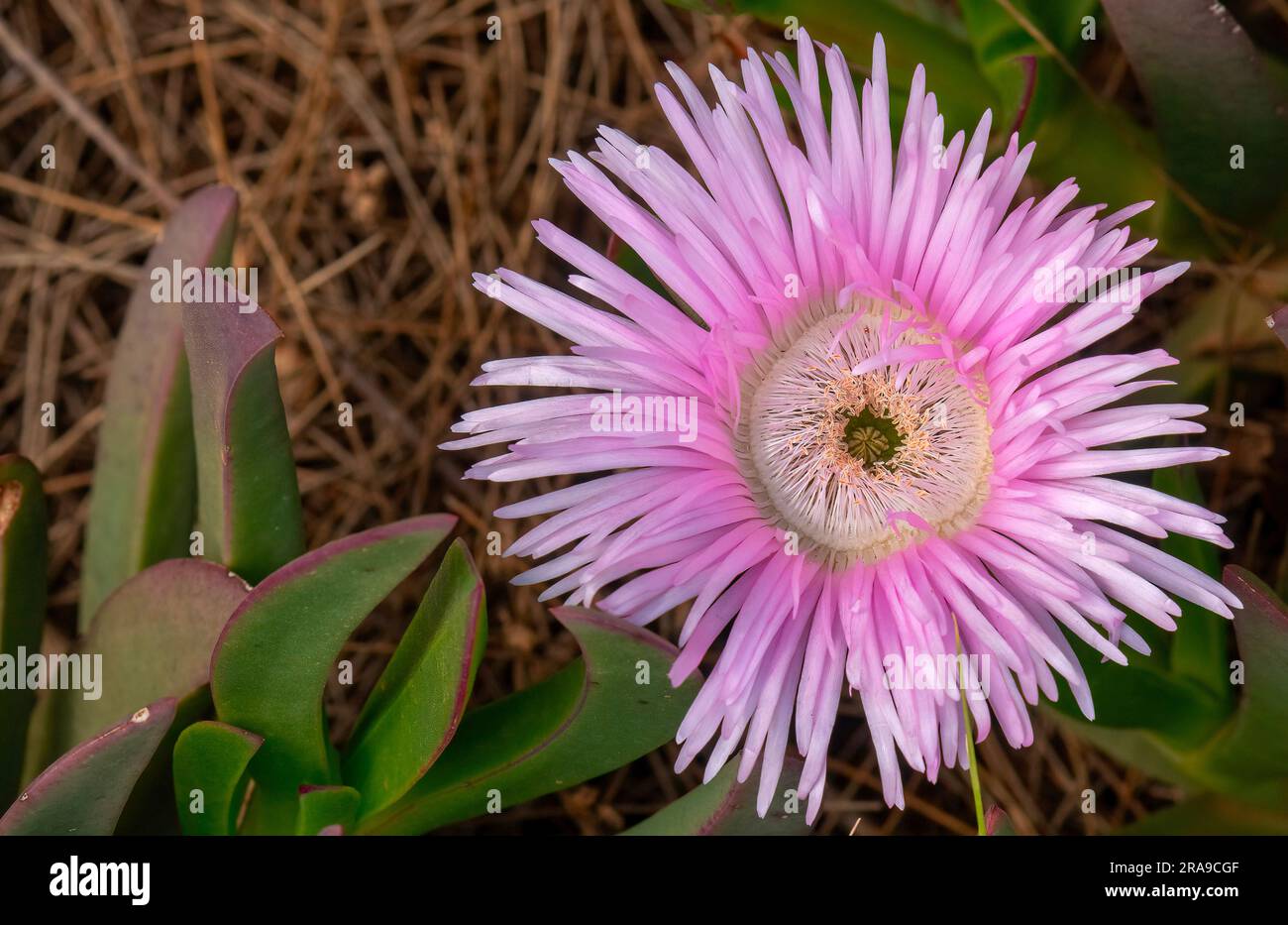 A close up of a sour fig flower (Carpobrotus acinaciformis Stock Photo ...