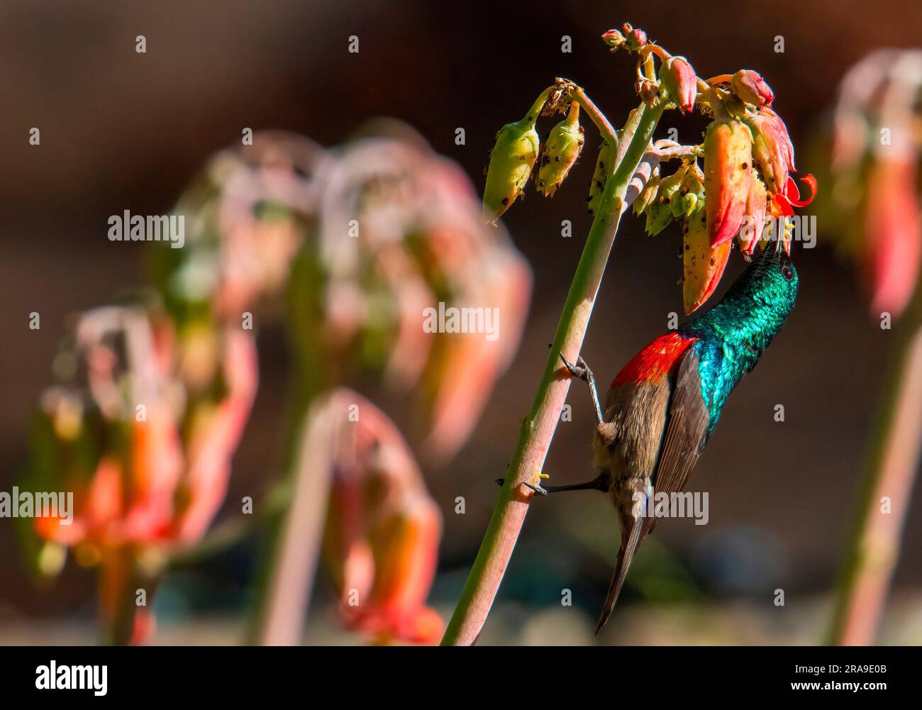 Vaaroor hi-res stock photography and images - Alamy