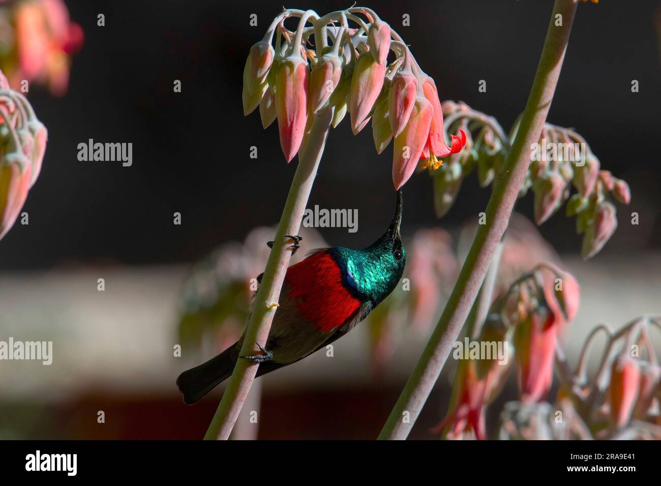 Sunbird on full display Stock Photo - Alamy