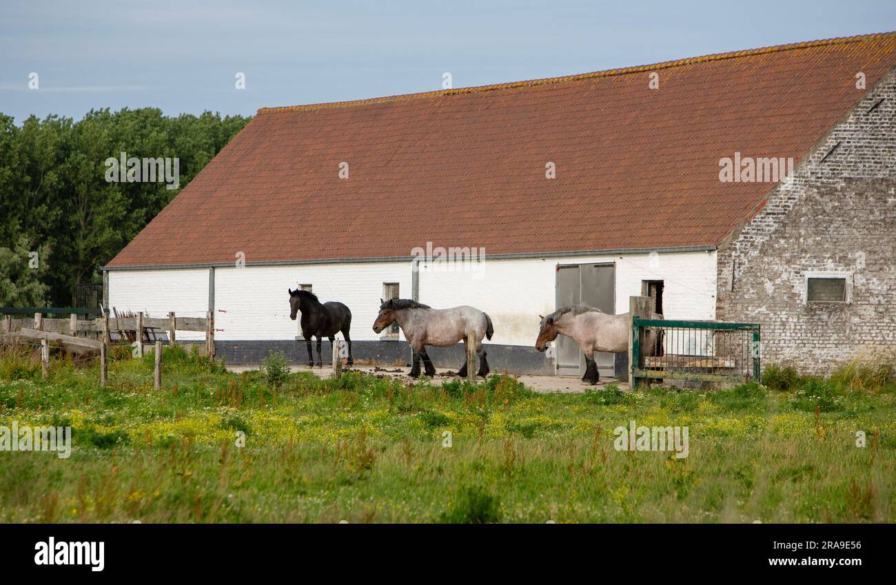 Belgian stallion hi-res stock photography and images - Alamy
