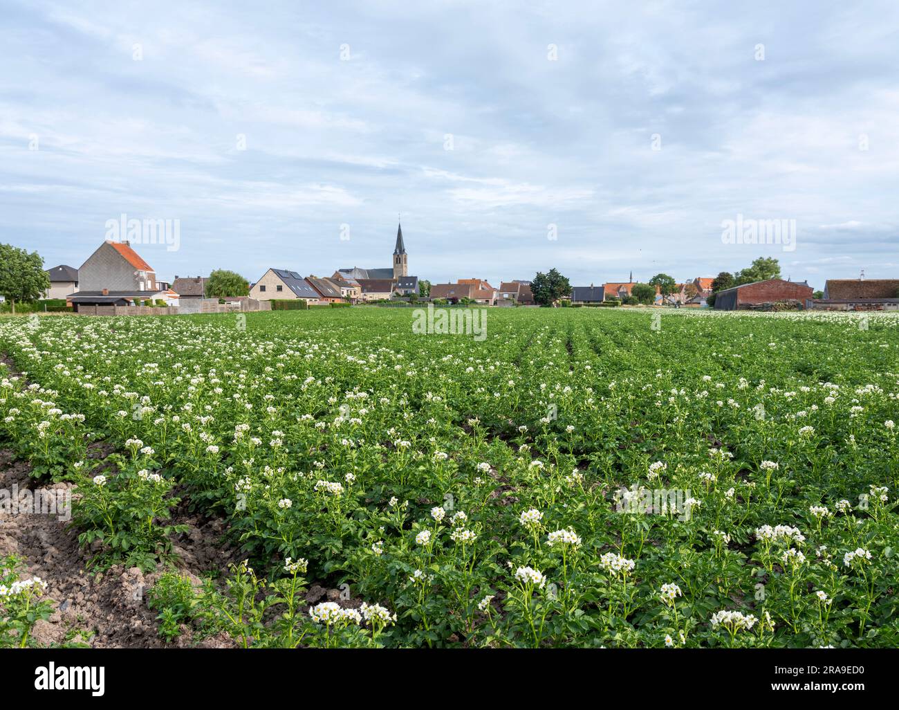 Flanders field historic hi-res stock photography and images - Alamy