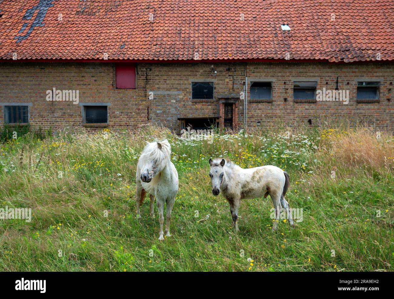 Belgian farm hi-res stock photography and images - Alamy