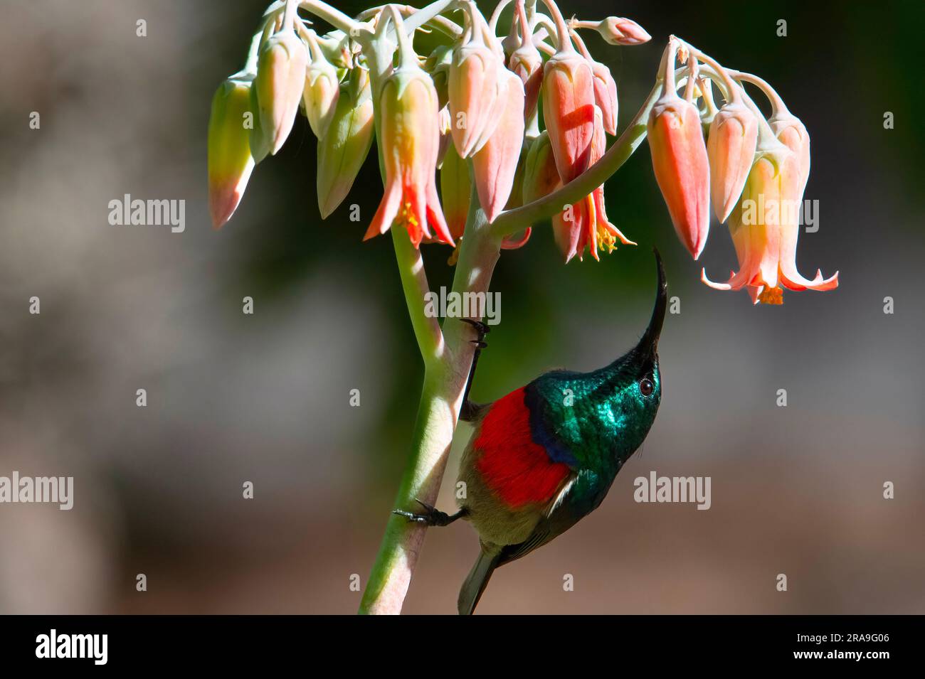 Greater double-collared sunbird (Cinnyris afer) feeding from a ...