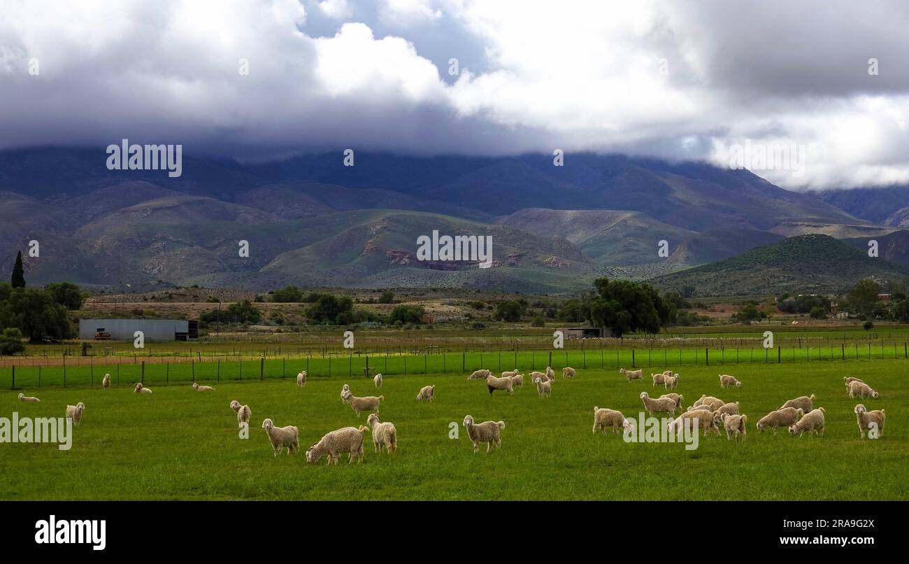 In the paddock. Angora goats grazing beneath the Swartberg mountains ...
