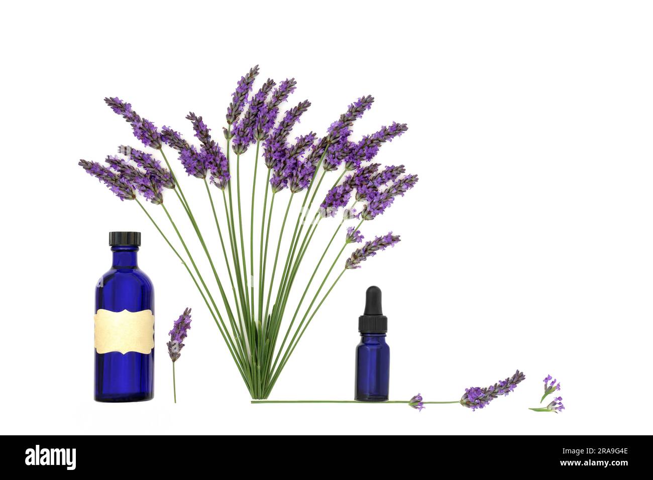 Lavender flower herb used in natural alternative herbal medicine and ...