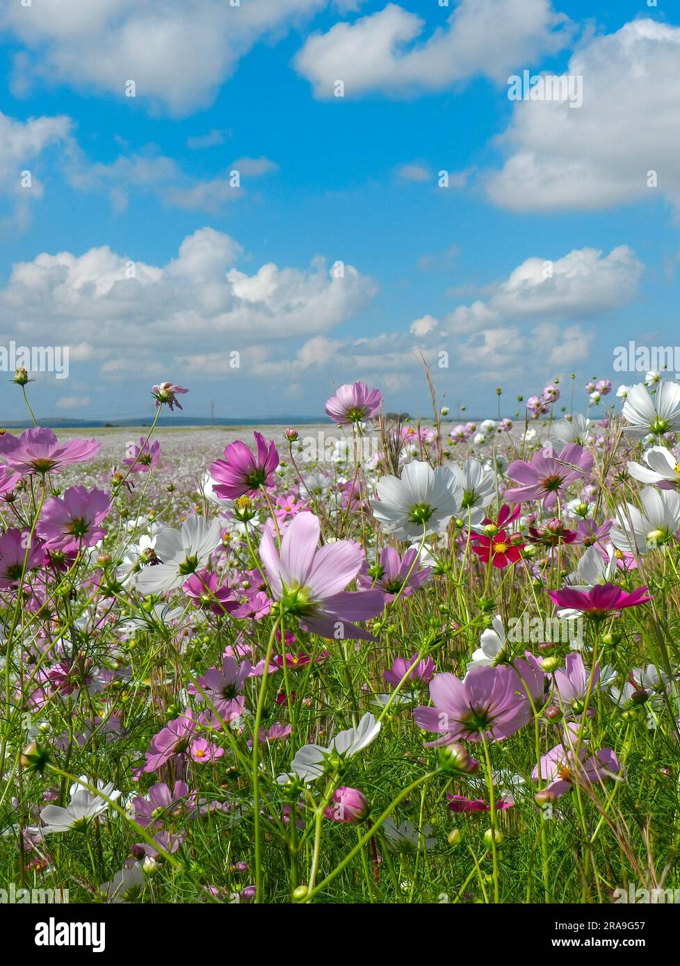 Windswept flower hi-res stock photography and images - Alamy