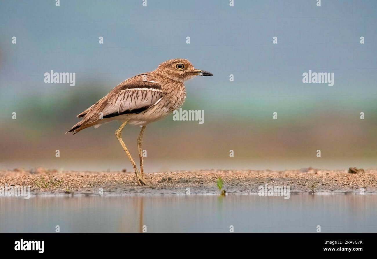 Puffed up hi-res stock photography and images - Alamy