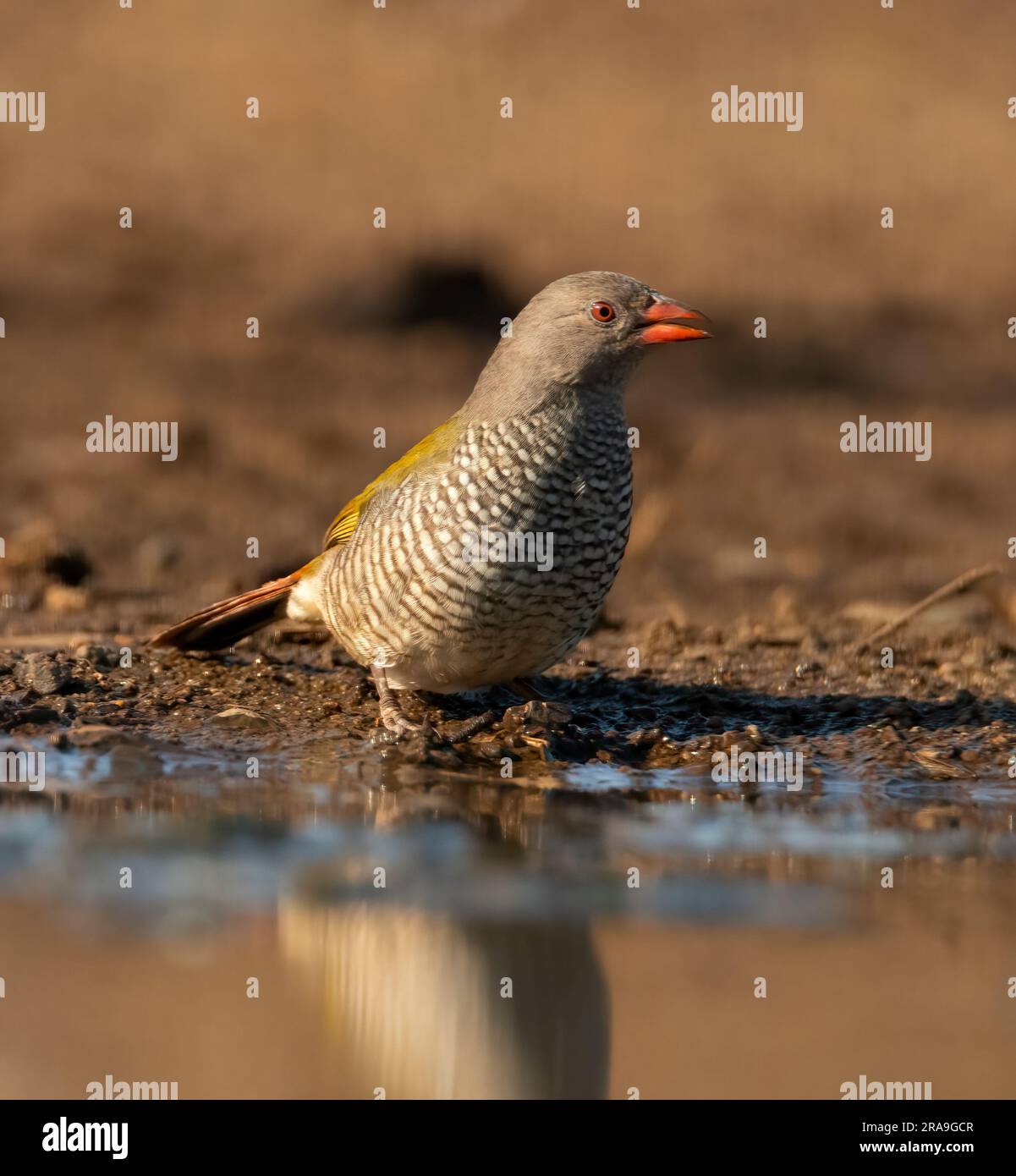 Female green-winged pytilia Stock Photo - Alamy