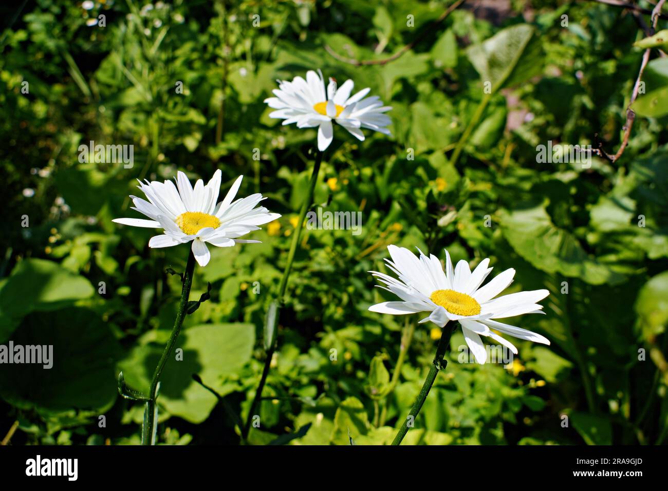 3d garden illustration vector hi-res stock photography and images - Alamy
