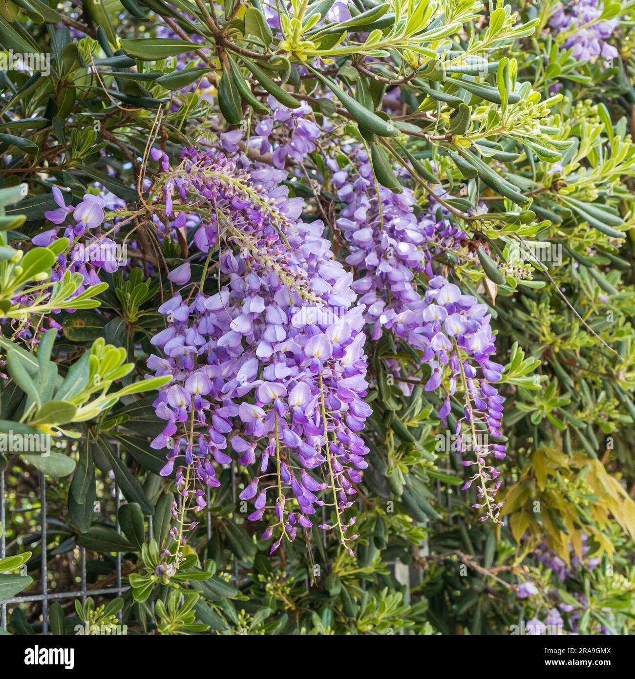 Flowering Wisteria tree on house wall background in Germany. Natural ...