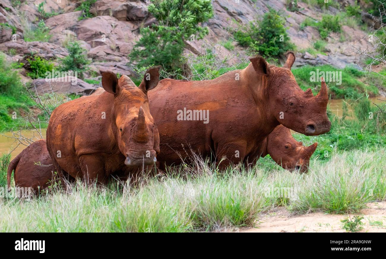 Crash of rhinos hi-res stock photography and images - Alamy