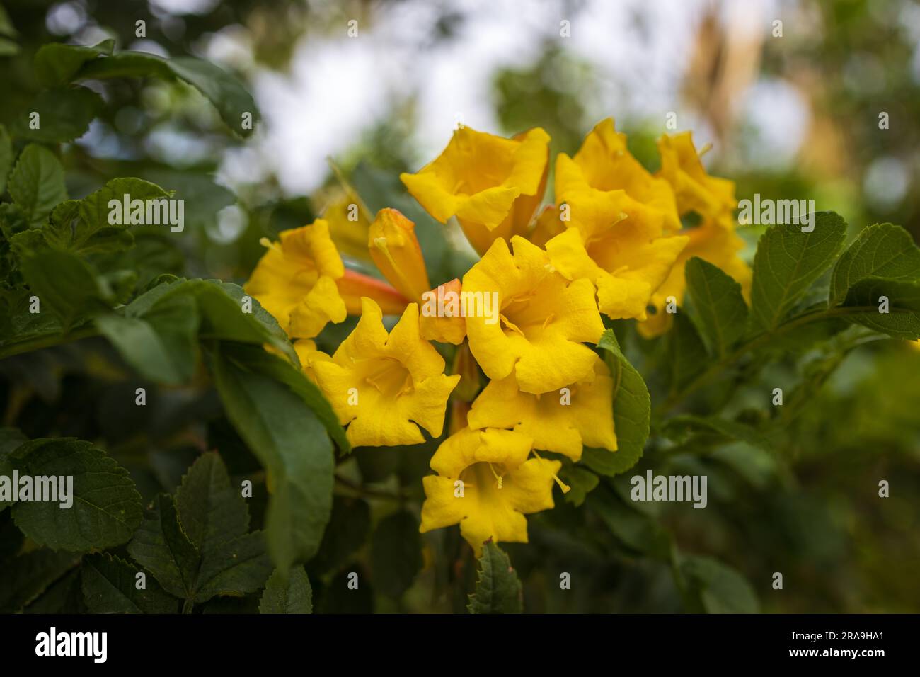 Ginger thomas flower hi-res stock photography and images - Alamy