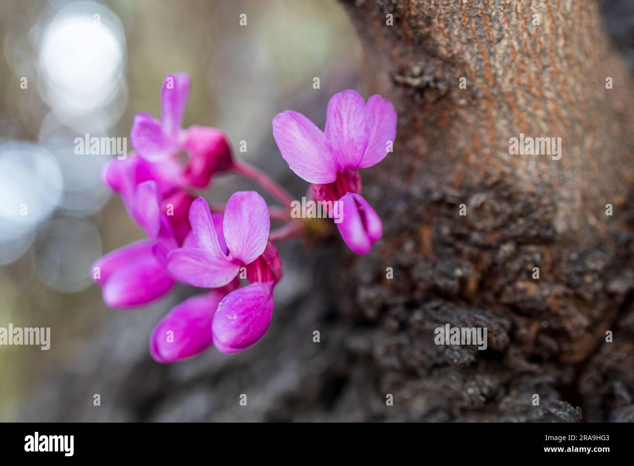 Cercis siliquastrum, commonly known as the Judas tree is a small ...