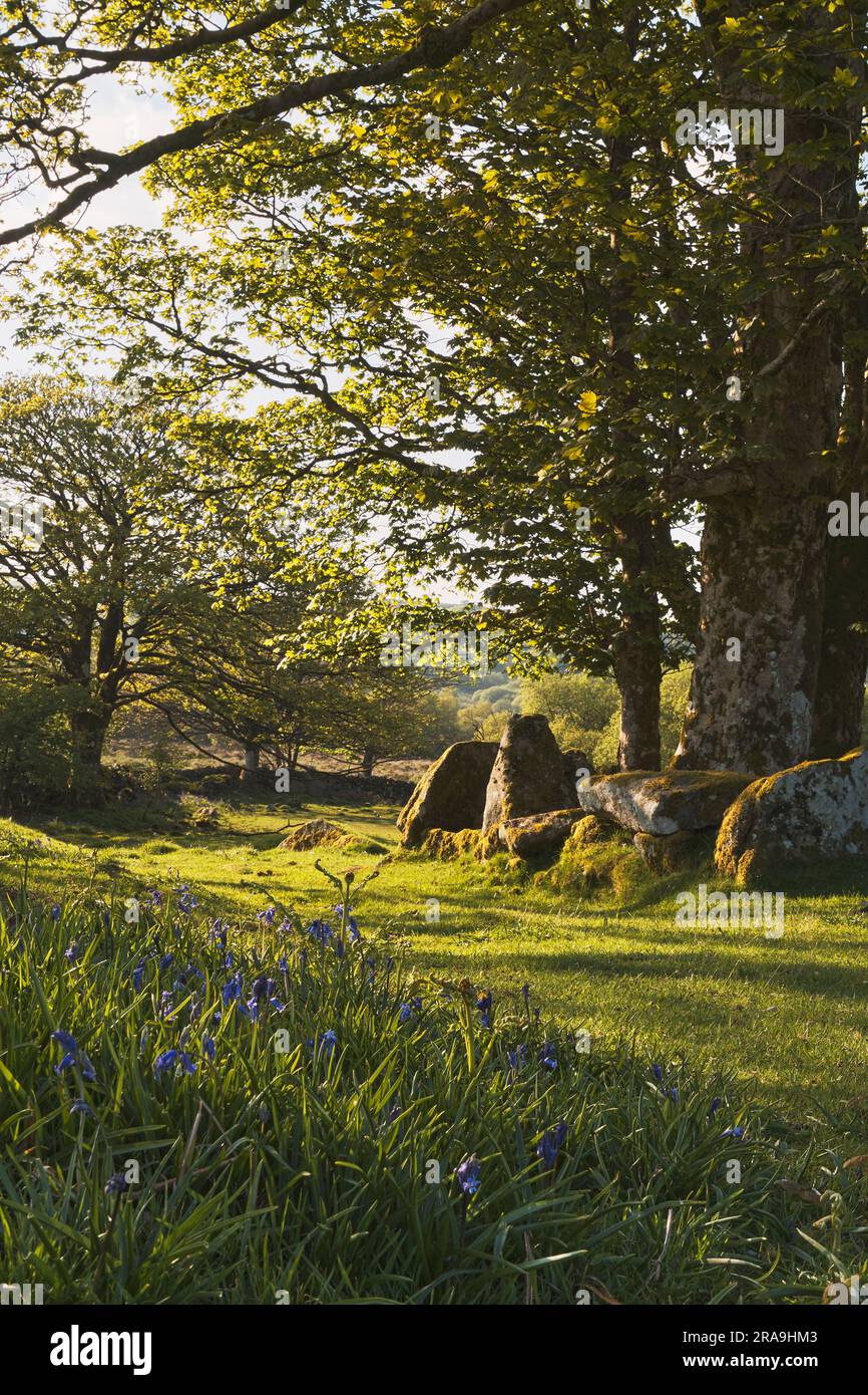 English Blubells (Hyacinthoides non-scripta) and sycamore trees (Acer ...