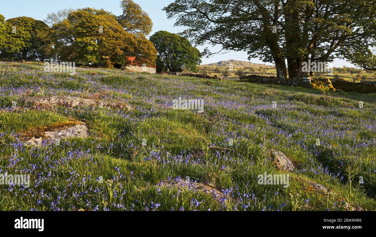 English Bluebells (Hyacinthoides non-scripta) in ancient field with red ...