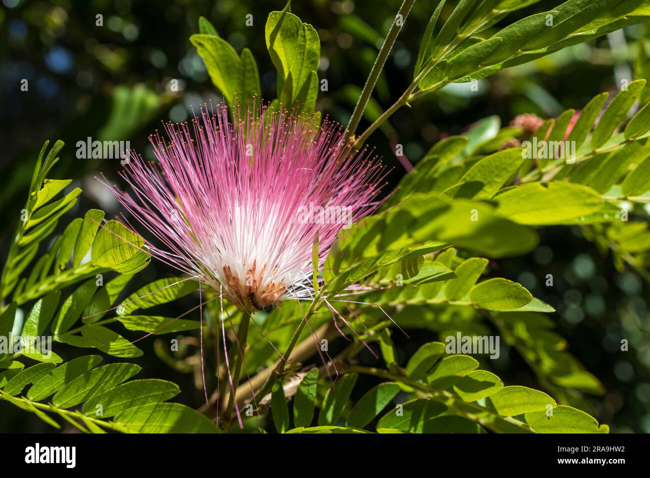 Mimosa Albizia julibrissin foliage and flowers in the park Stock Photo ...